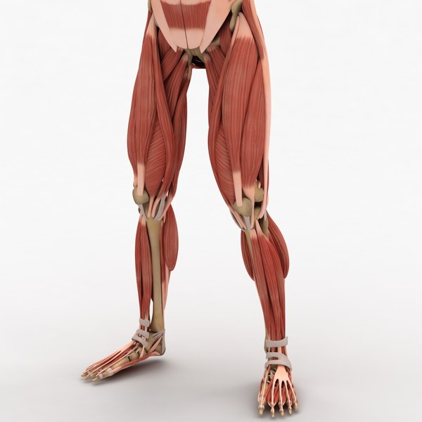 dugm01 human muscular skeleton 3d model