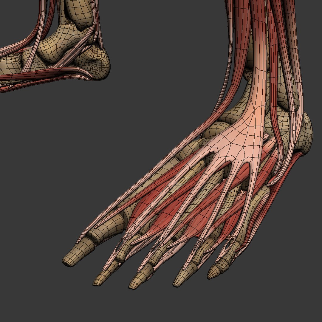 dugm01 human muscular skeleton 3d model