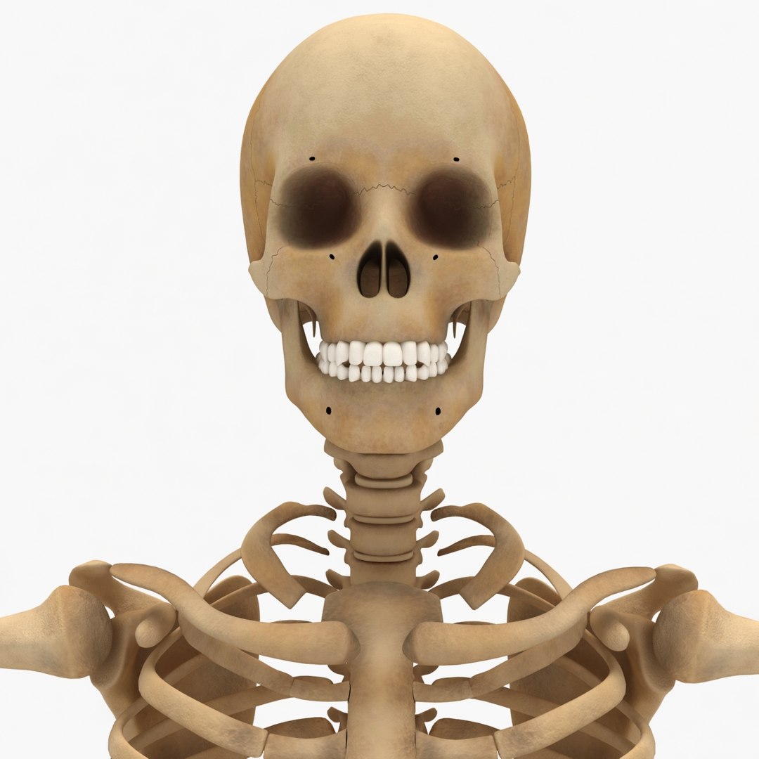 dugm01 human muscular skeleton 3d model