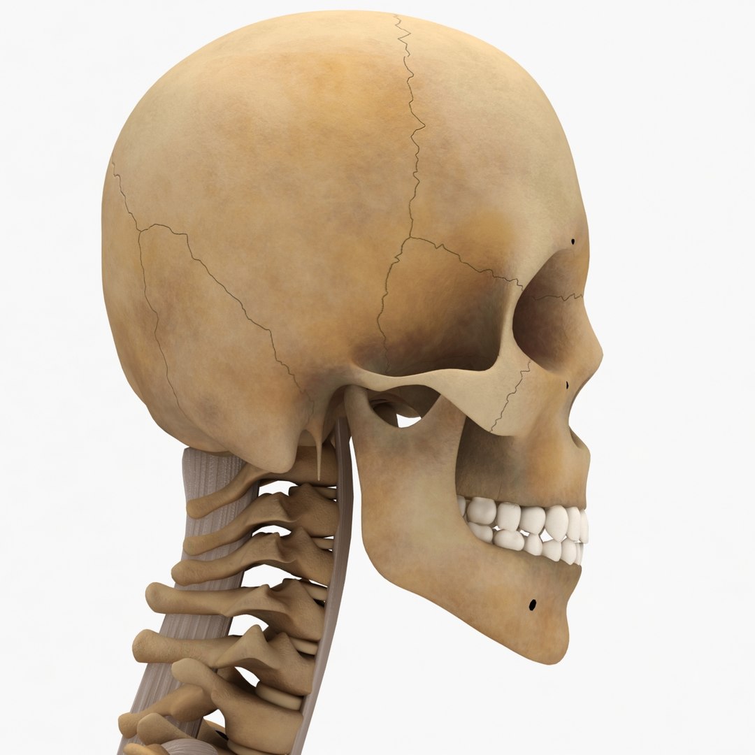 dugm01 human muscular skeleton 3d model
