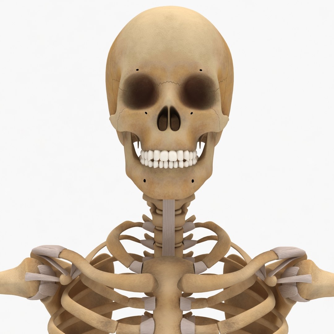 dugm01 human muscular skeleton 3d model