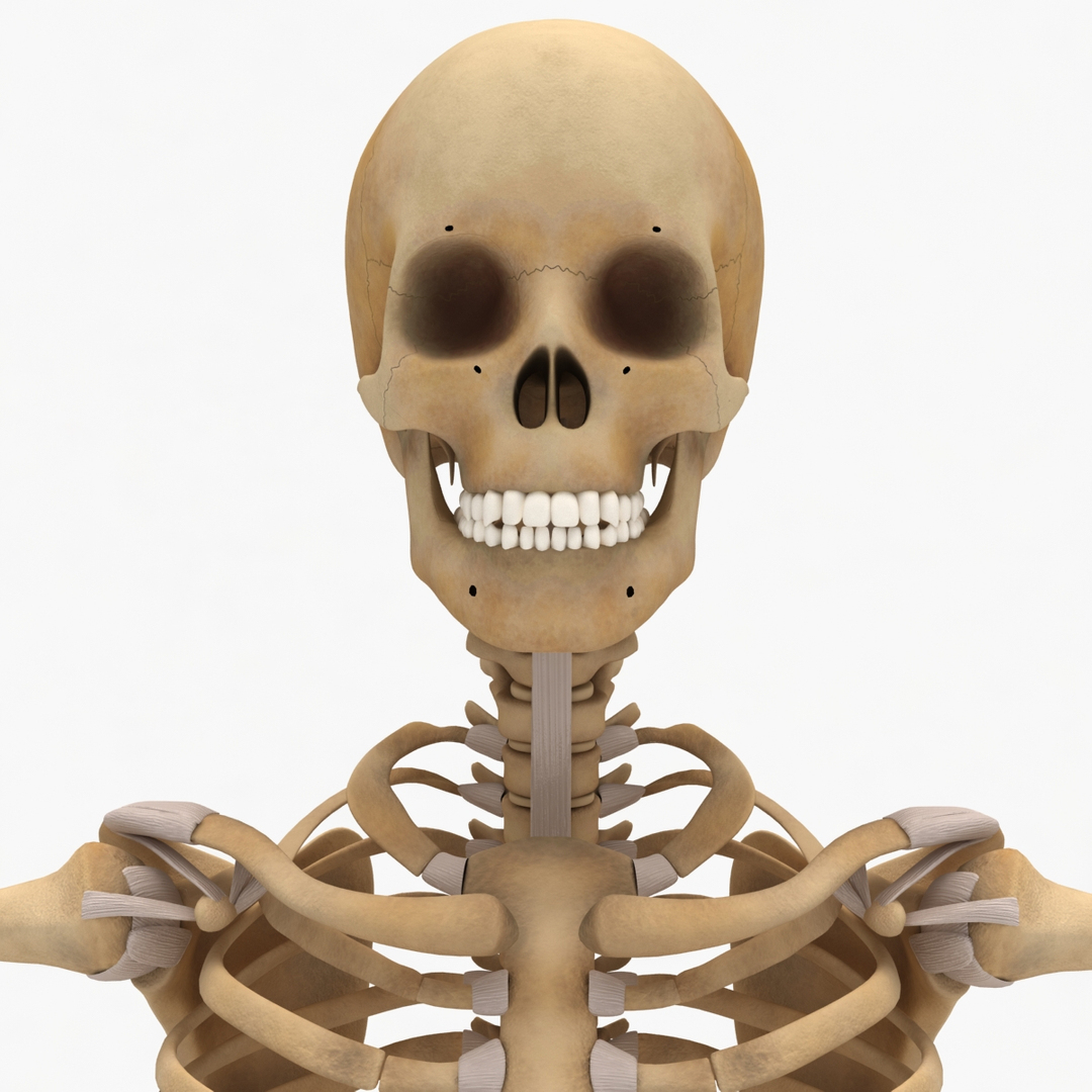 dugm01 human muscular skeleton 3d model