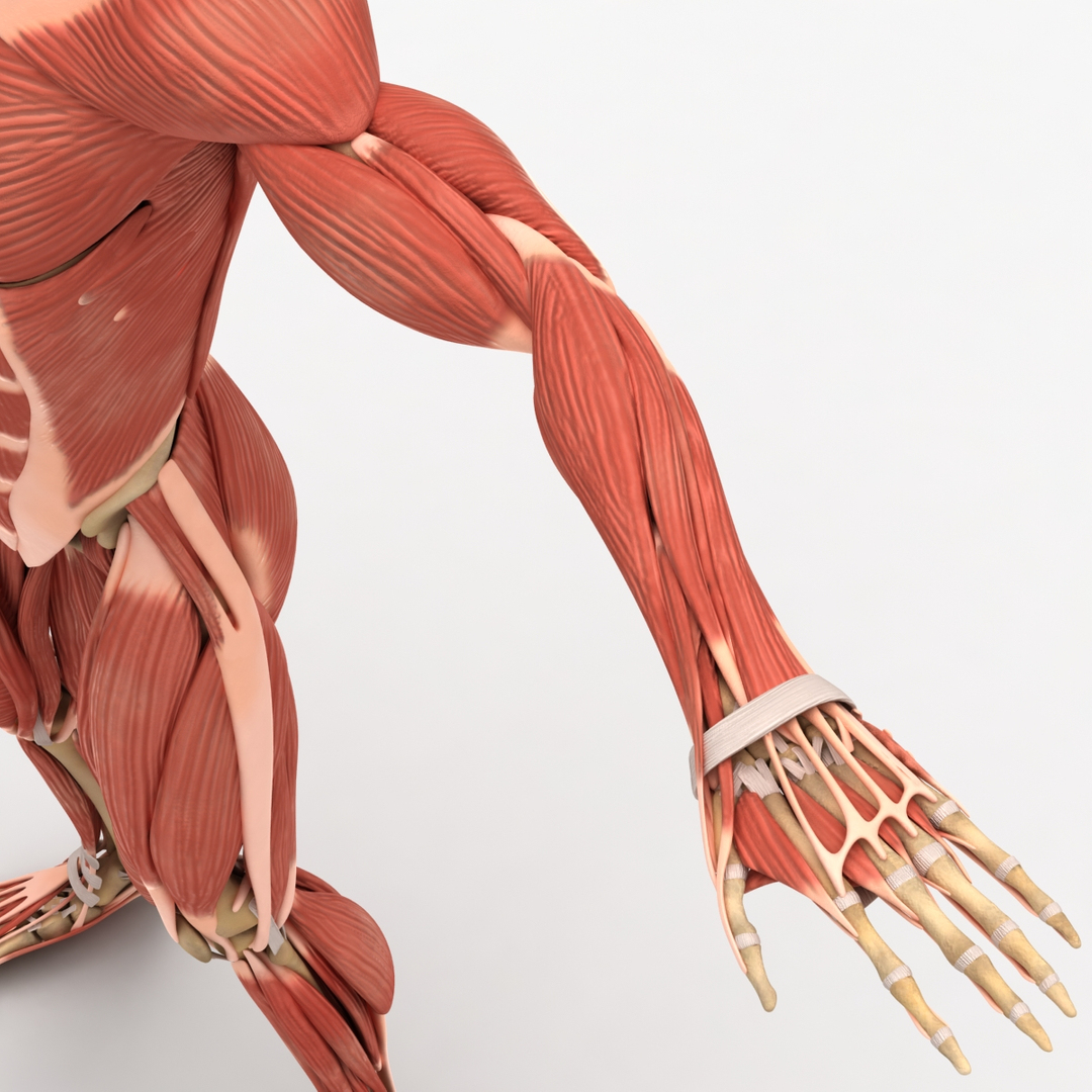 dugm01 human muscular skeleton 3d model