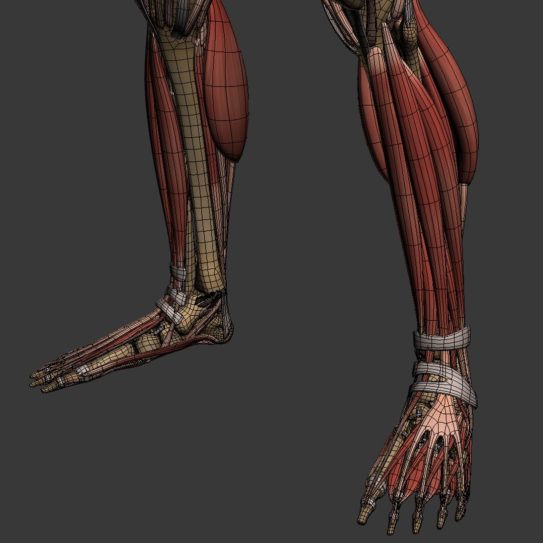 dugm01 human muscular skeleton 3d model
