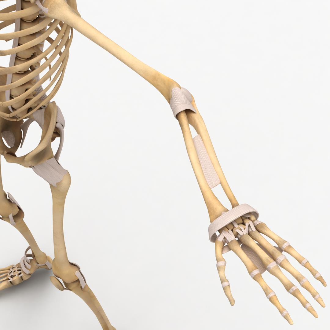 dugm01 human muscular skeleton 3d model