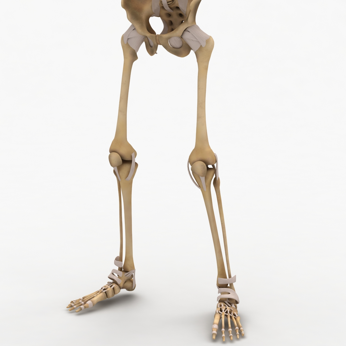 dugm01 human muscular skeleton 3d model