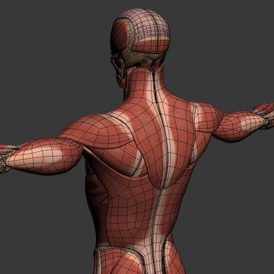 dugm01 human muscular skeleton 3d model