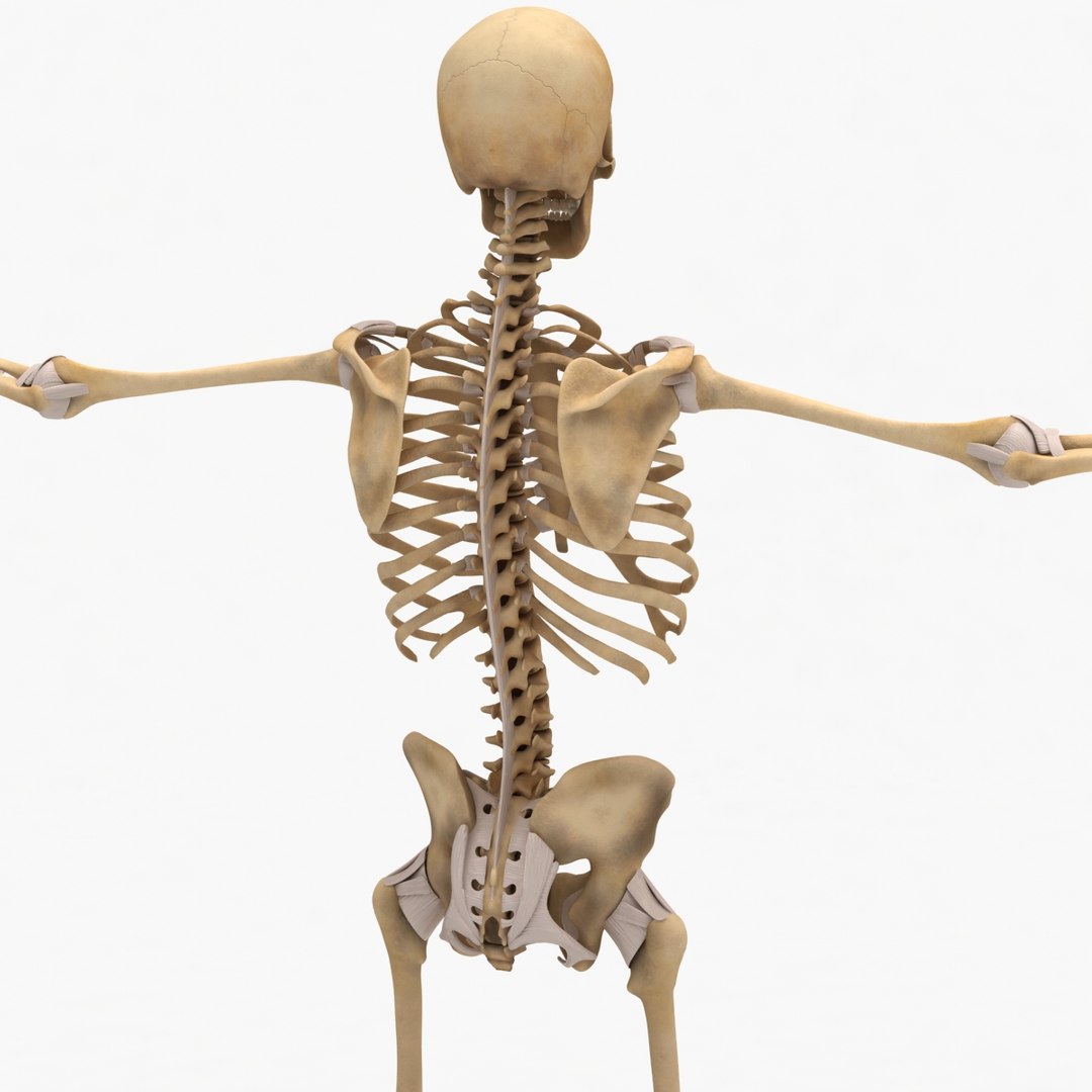 dugm01 human muscular skeleton 3d model