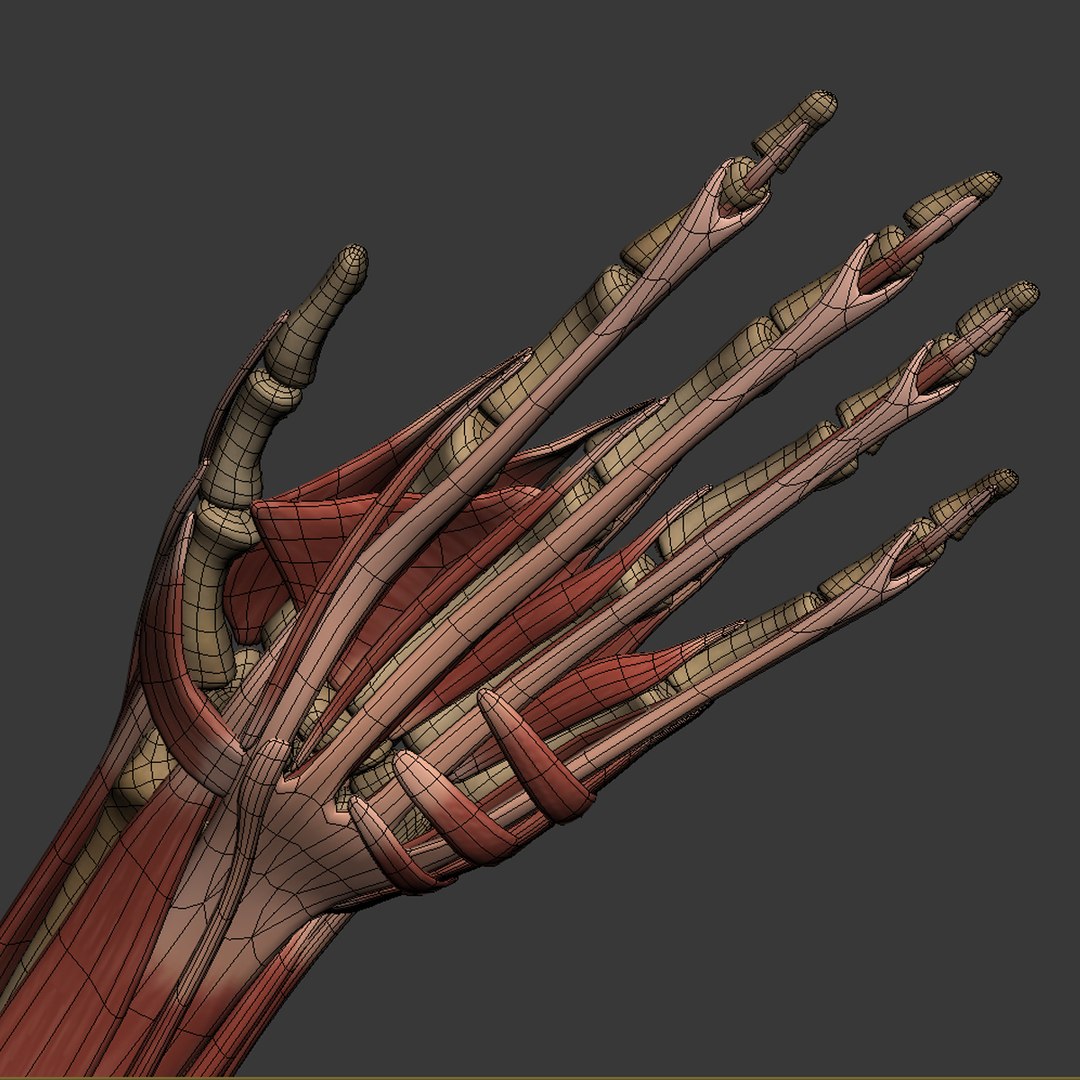 dugm01 human muscular skeleton 3d model