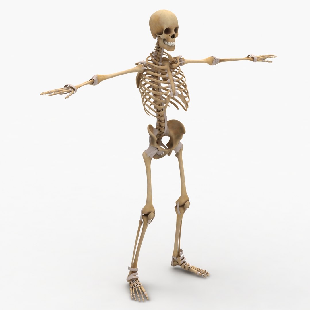 dugm01 human muscular skeleton 3d model