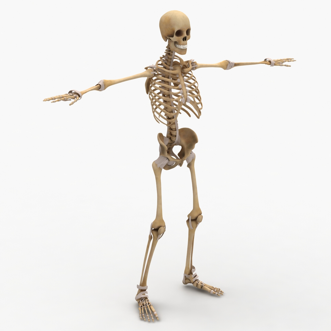 dugm01 human muscular skeleton 3d model