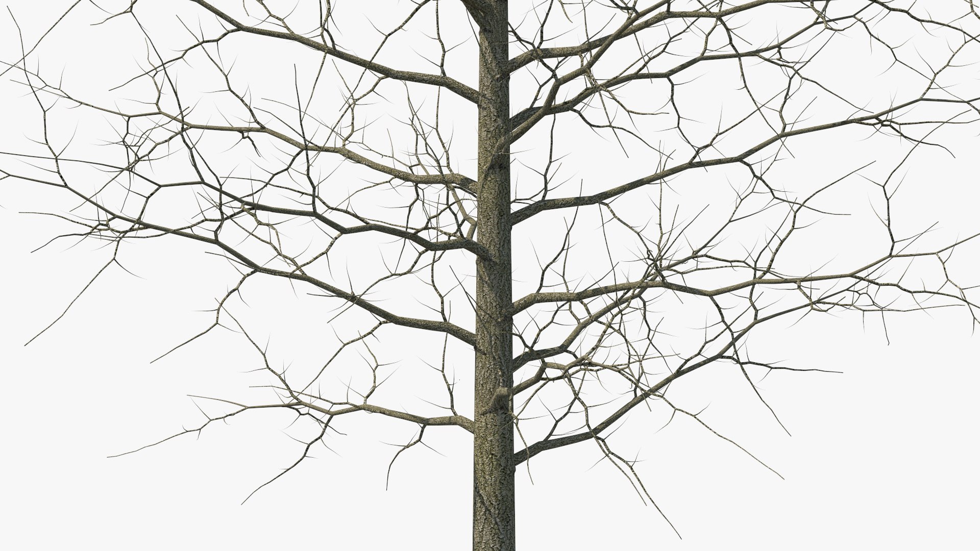 3D Model Winter Bare Oak Tree - TurboSquid 2229374