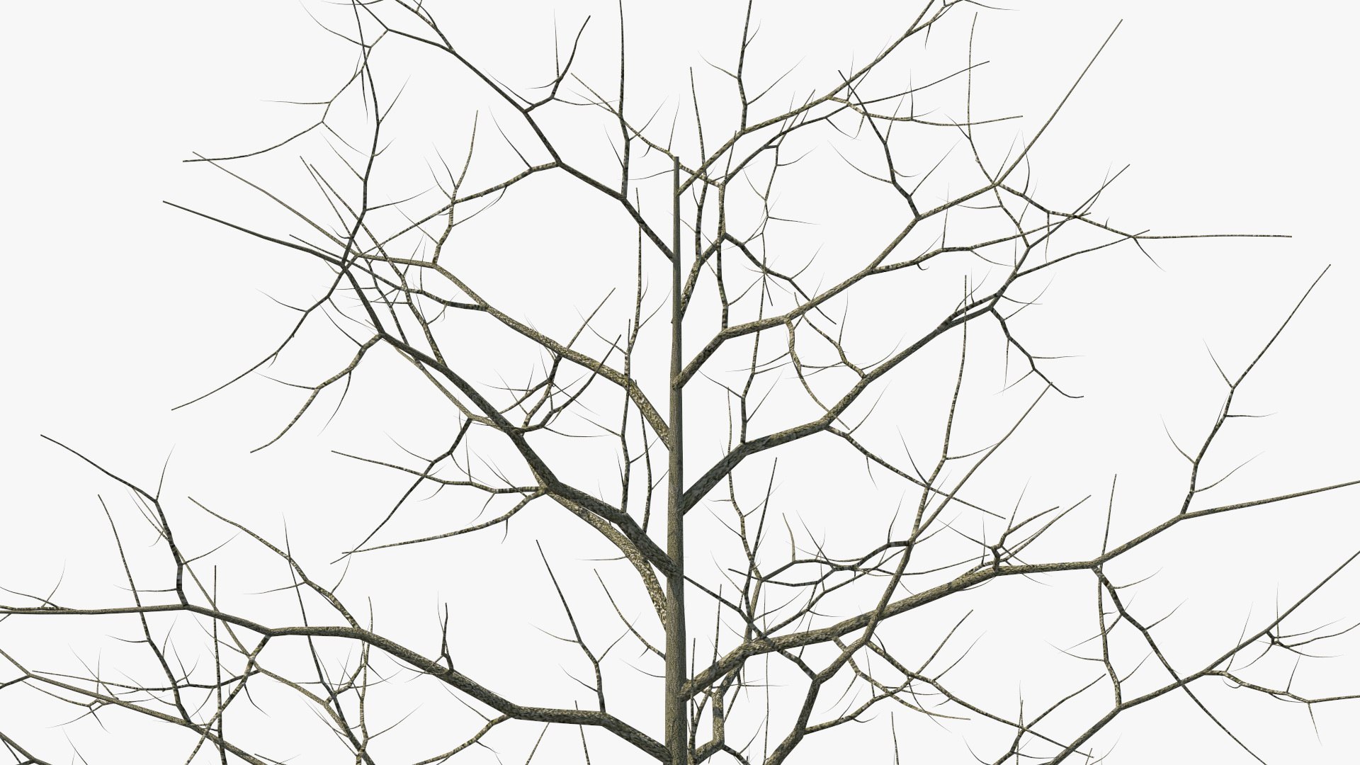 3D Model Winter Bare Oak Tree - TurboSquid 2229374