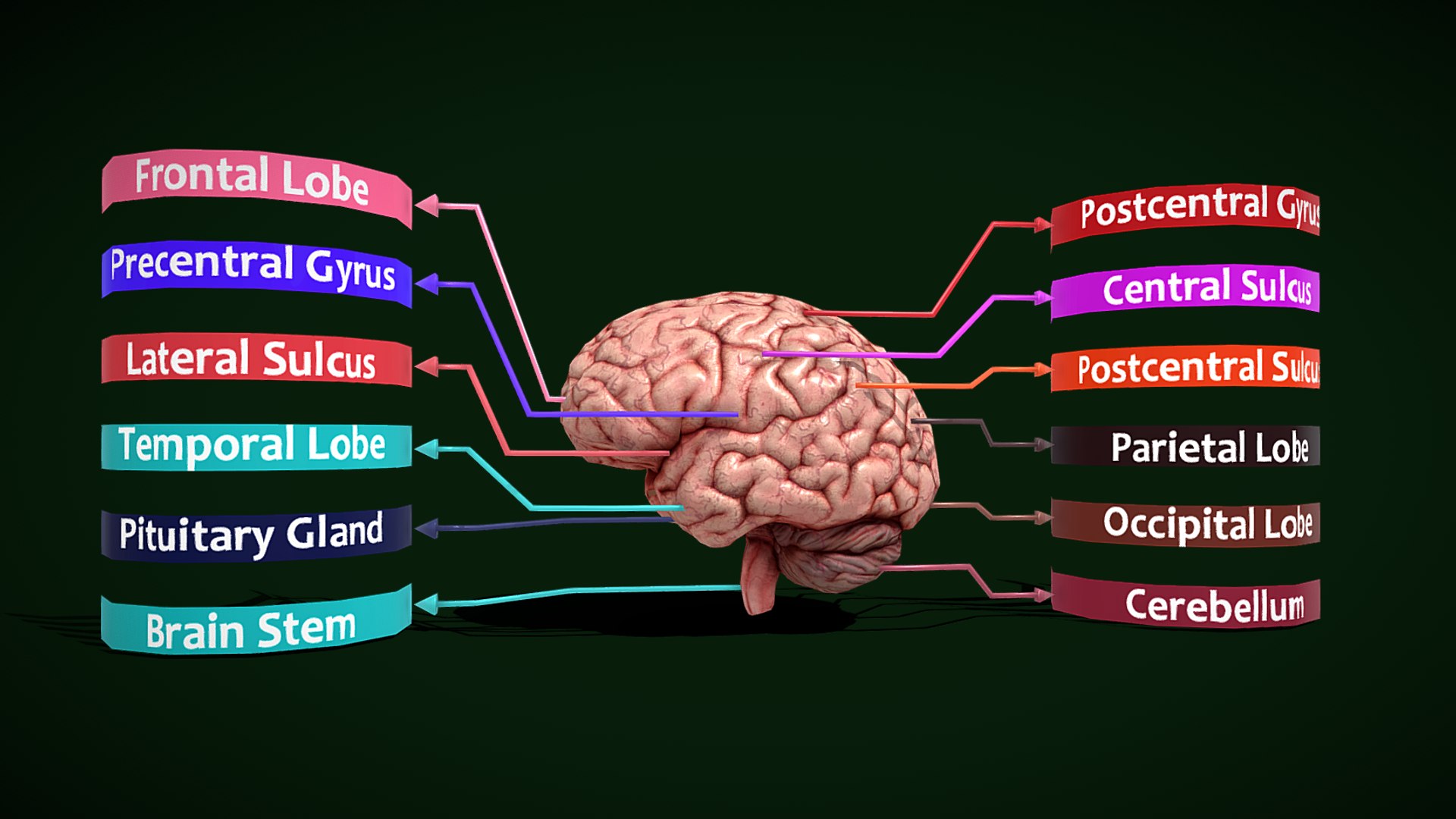 3D Model Brain - Labelled Diagram Of Human Brain - TurboSquid 2342686