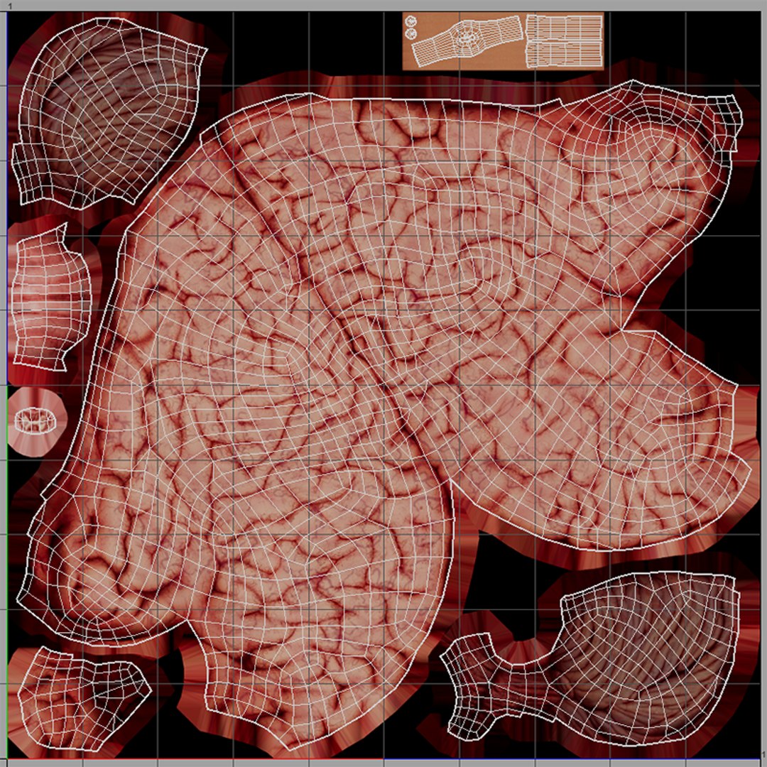 3D Model Brain - Labelled Diagram Of Human Brain - TurboSquid 2342686