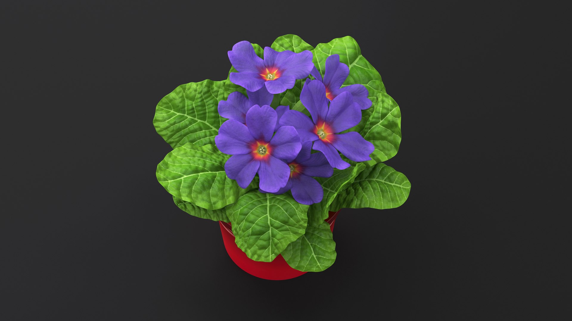 3D Primula Vulgaris In Pot Purple Model - TurboSquid 2068461