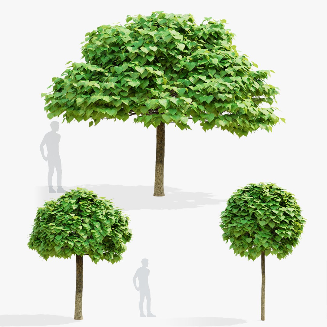 3D model Catalpa bignonioides Nana trees - TurboSquid 2058621