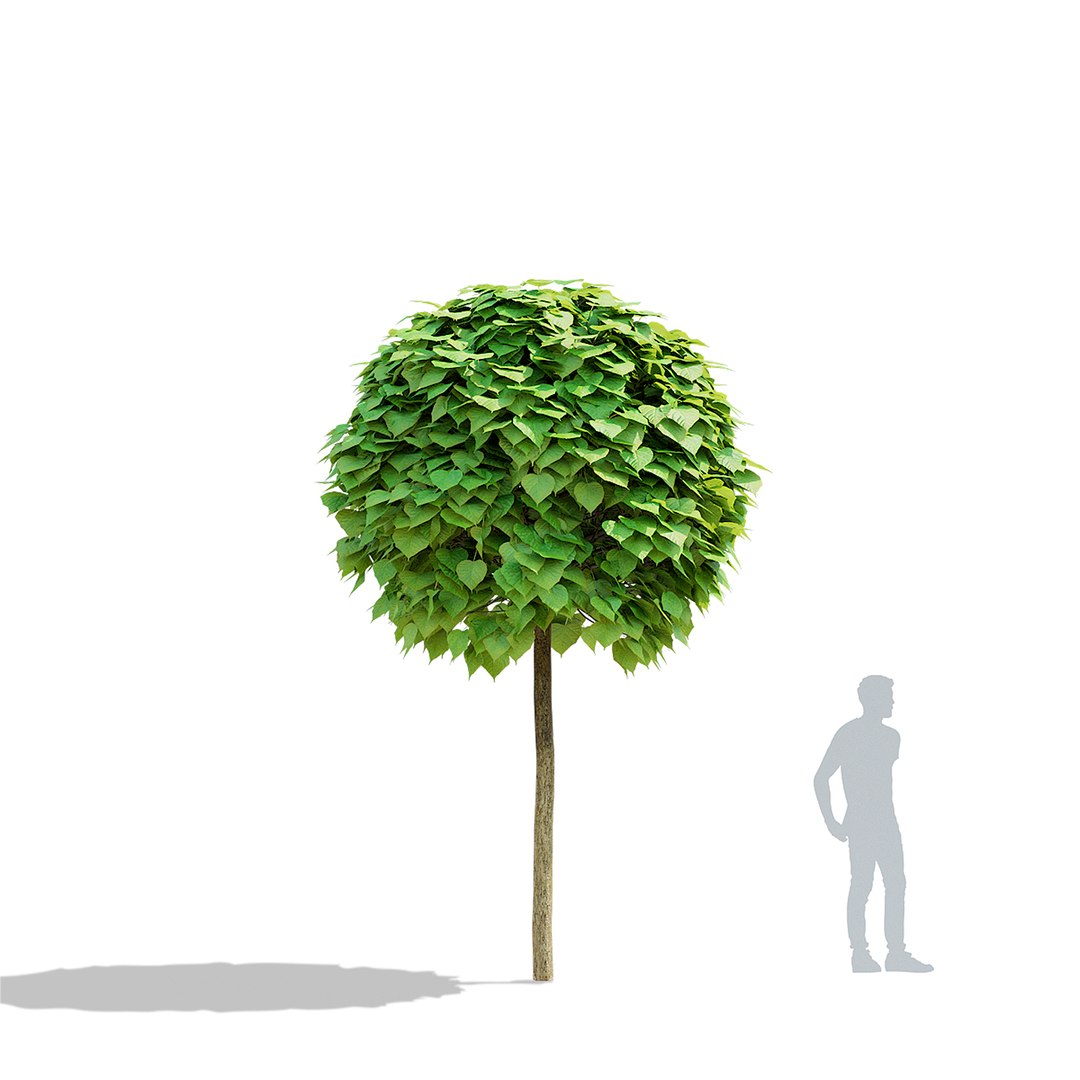 3D Model Catalpa Bignonioides Nana Trees - TurboSquid 2058621