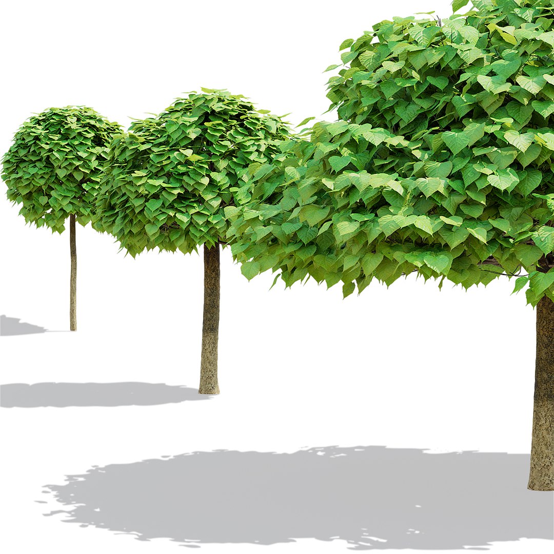 3D Model Catalpa Bignonioides Nana Trees - TurboSquid 2058621