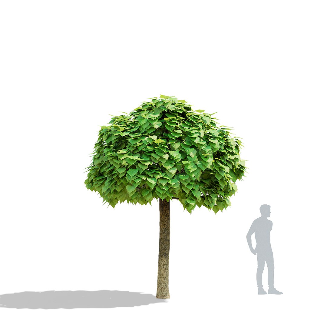 3D Model Catalpa Bignonioides Nana Trees - TurboSquid 2058621