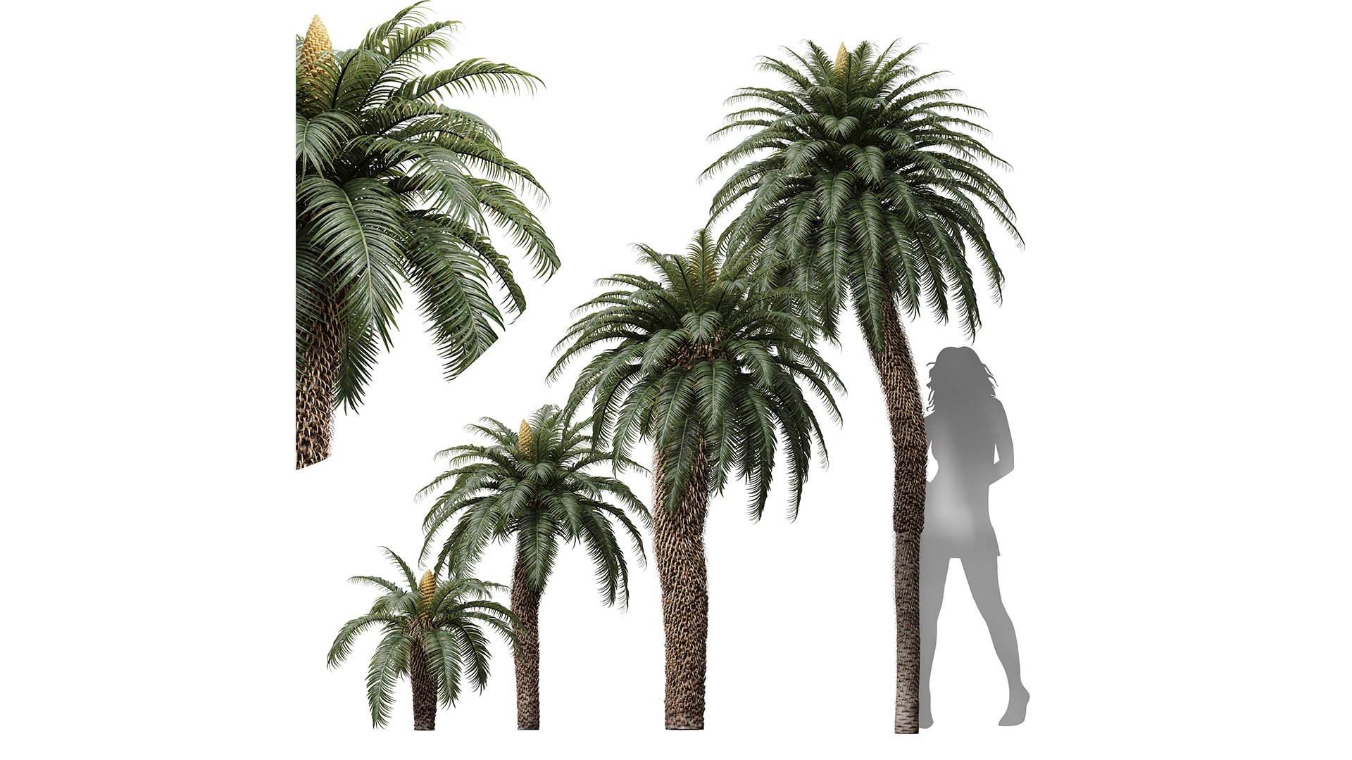 New Tree High Detail Cycas Revoluta Palmfarn Fruit Tree 3D Model ...