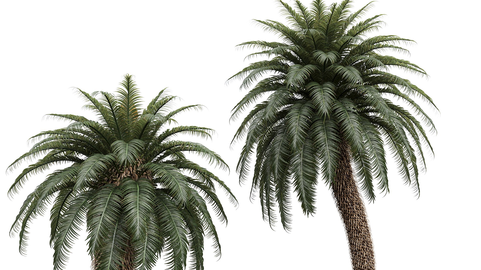 New Tree High Detail Cycas Revoluta Palmfarn Fruit Tree 3D Model ...