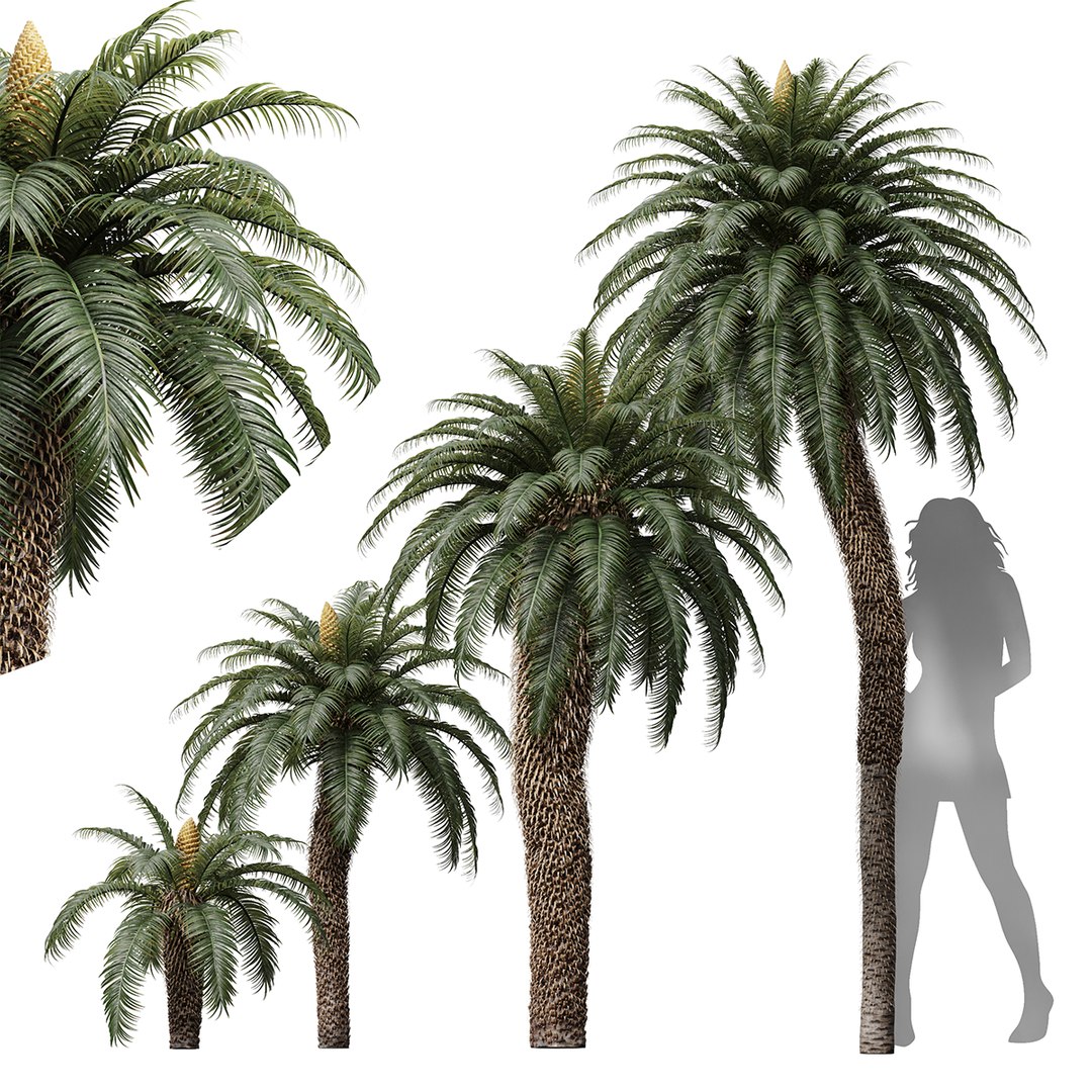 New Tree High Detail Cycas Revoluta Palmfarn Fruit Tree 3D Model ...