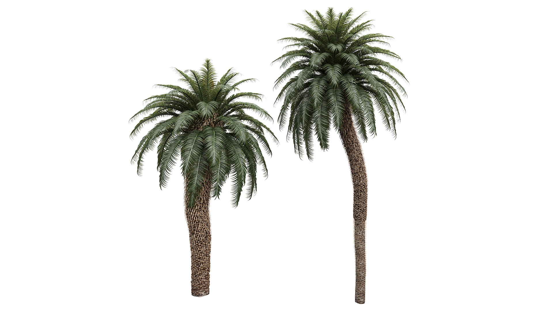 New Tree High Detail Cycas Revoluta Palmfarn Fruit Tree 3D Model ...