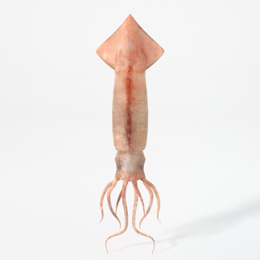 3D Squid - TurboSquid 1316813