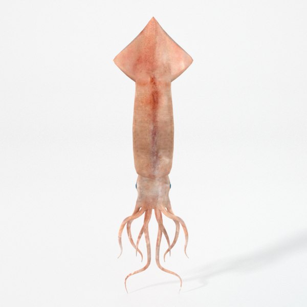 modelo 3d Calamar - TurboSquid 1316813