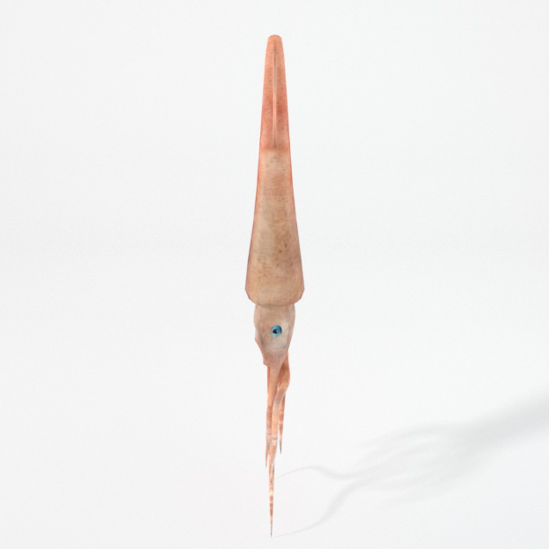 3D Squid - TurboSquid 1316813