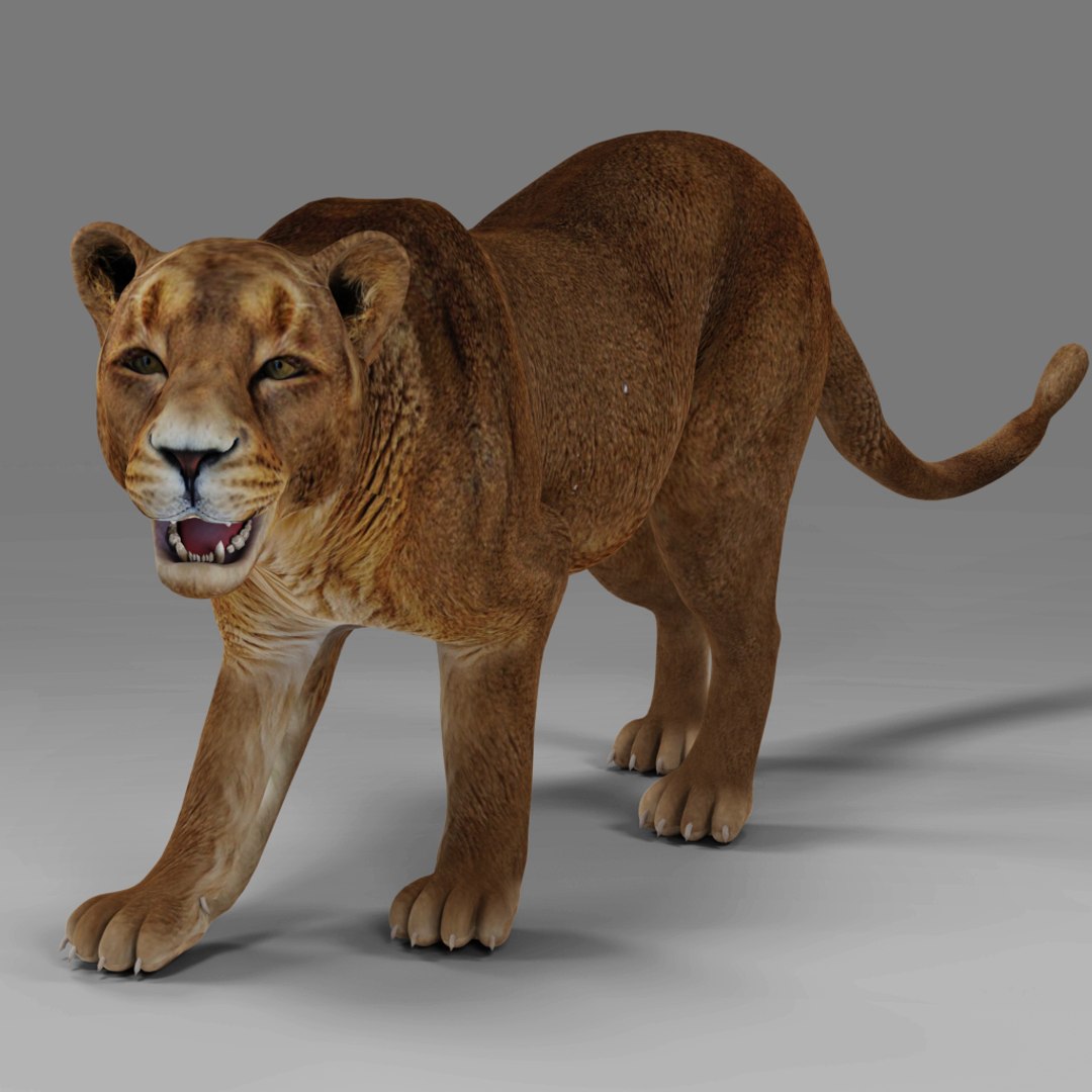 Lioness Rigged And Animation V02 In Blender Unity Model - TurboSquid ...