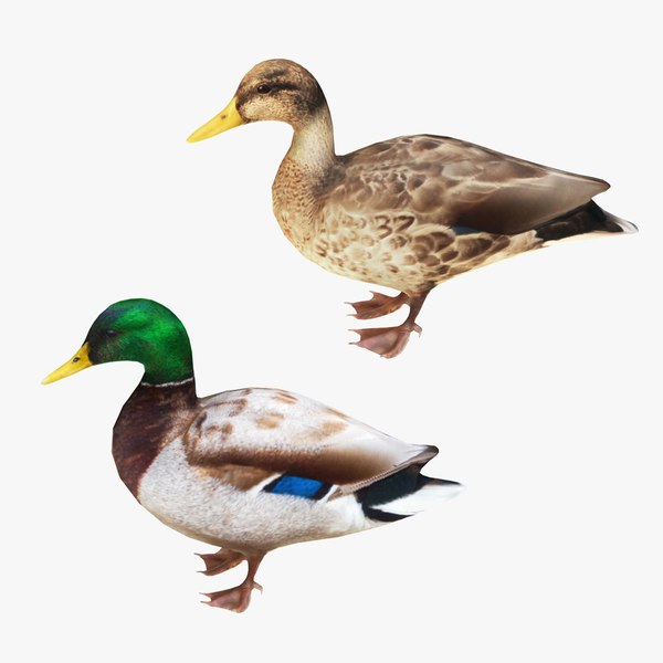 modelo 3d Colección de patos silvestres - TurboSquid 2329562