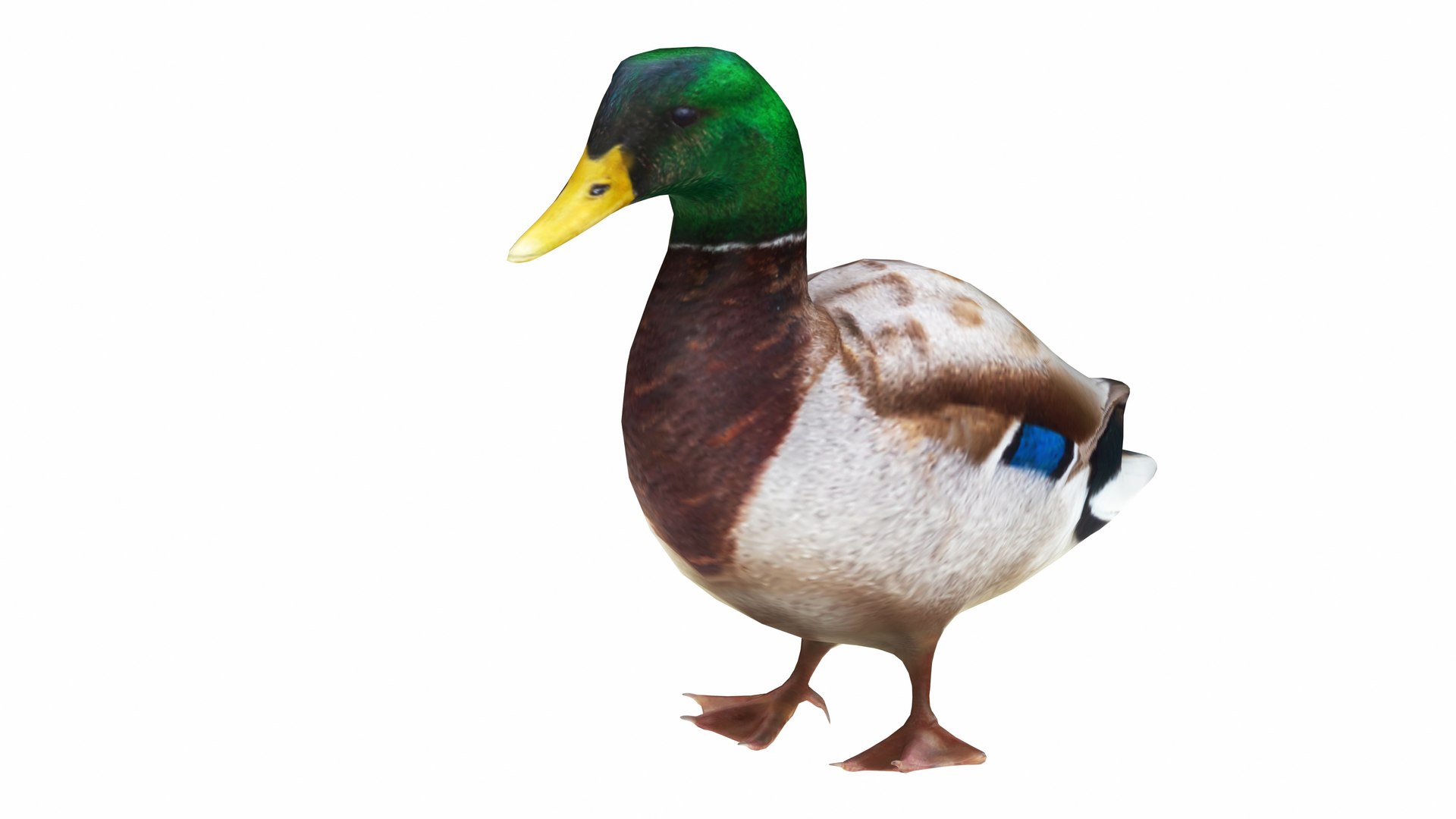 3D Mallard Collection - TurboSquid 2329562