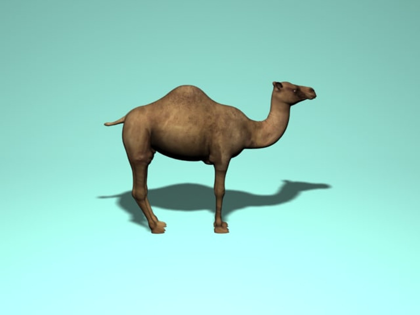 3d Camel Model