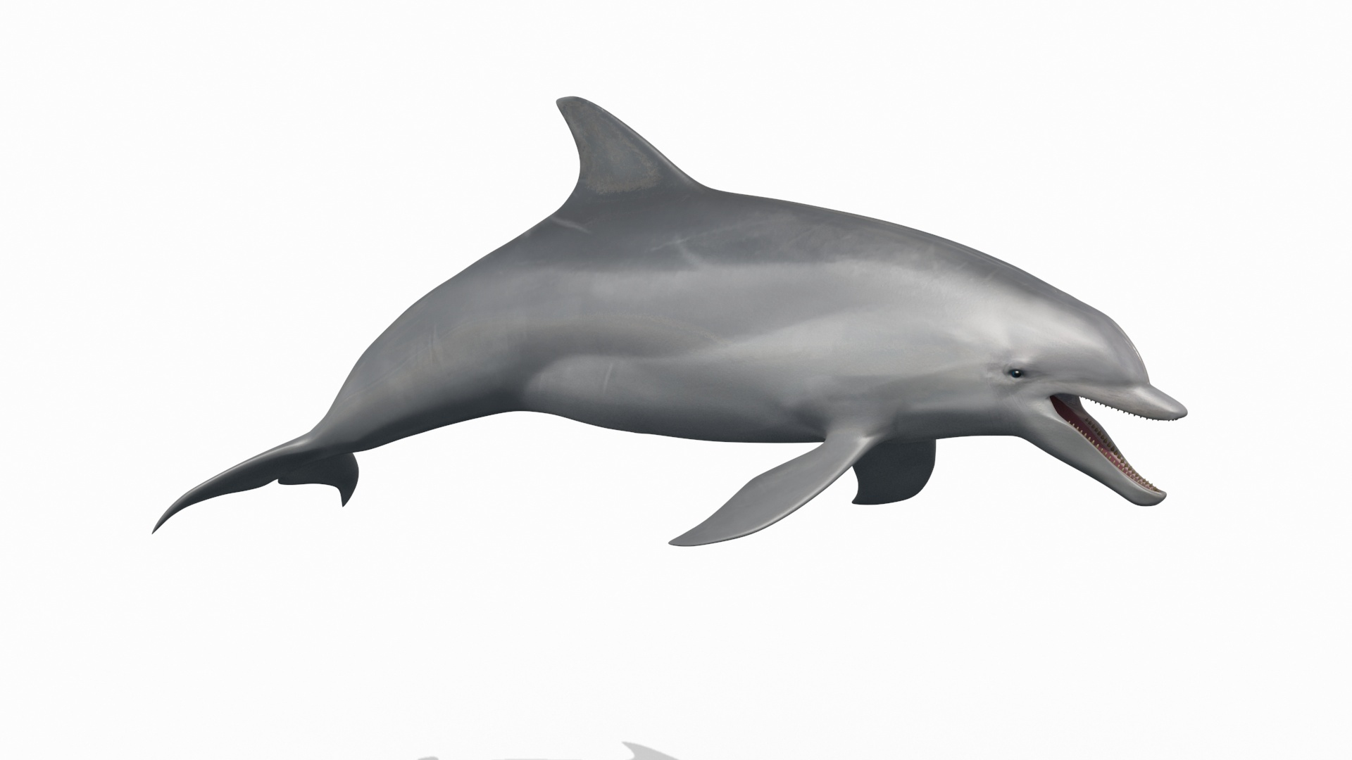 3D Animated Dolphin 3D Model - TurboSquid 2185529