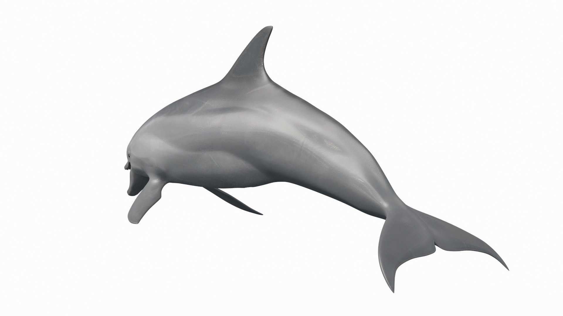 3D Animated Dolphin 3D Model - TurboSquid 2185529