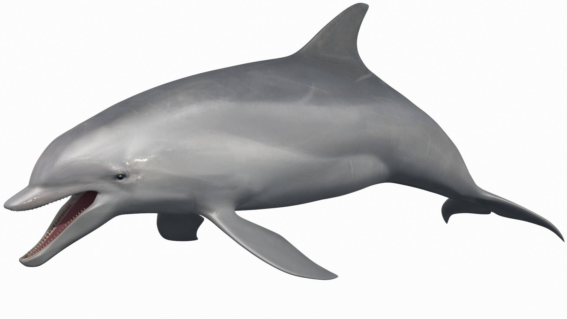 3D Animated Dolphin 3D Model - TurboSquid 2185529
