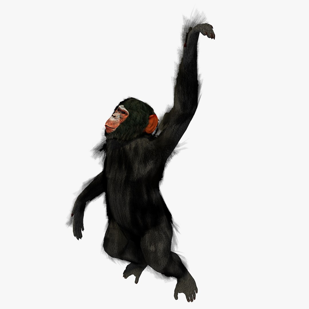 3d Rigged Chimpanzee Swinging Animation