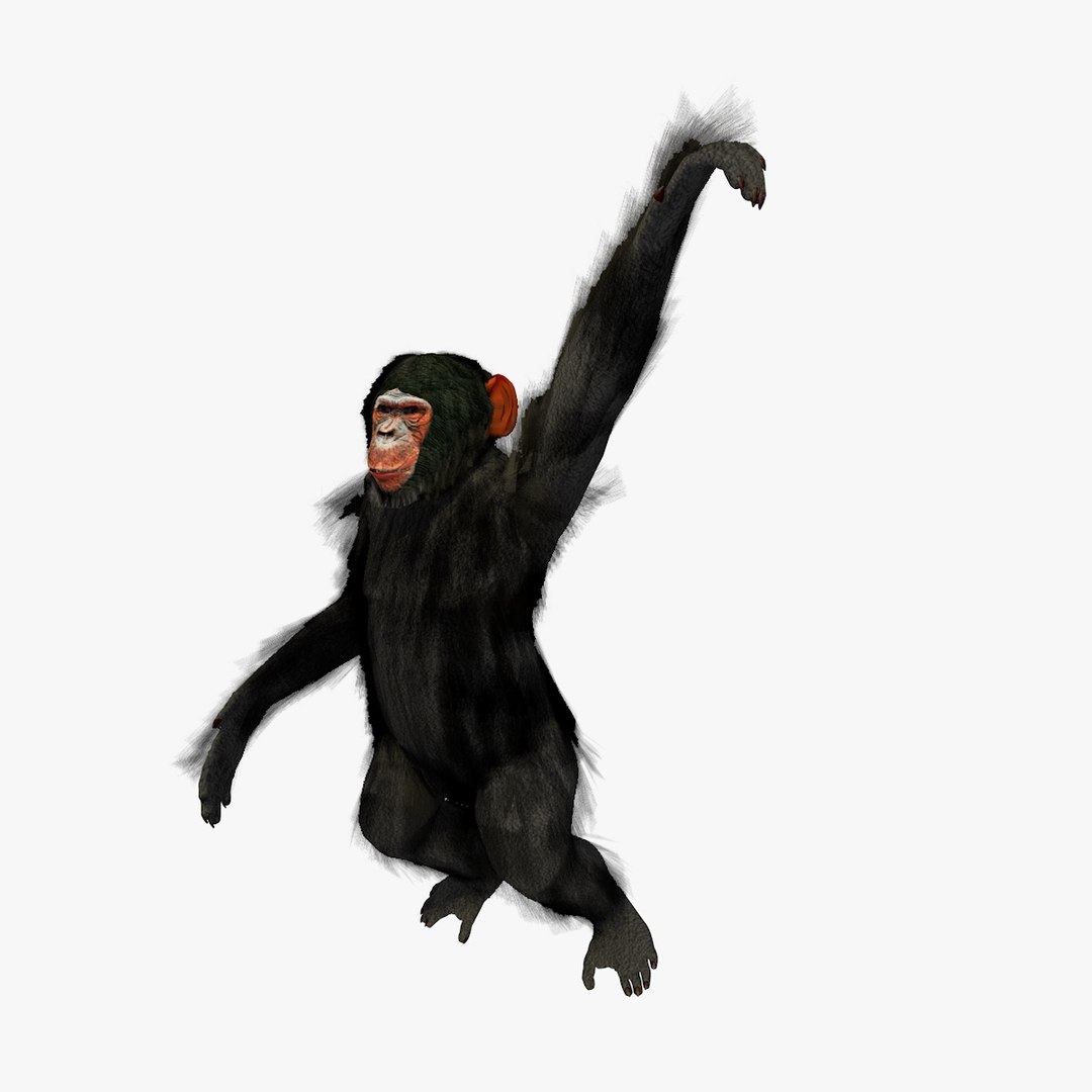 3d rigged chimpanzee swinging animation