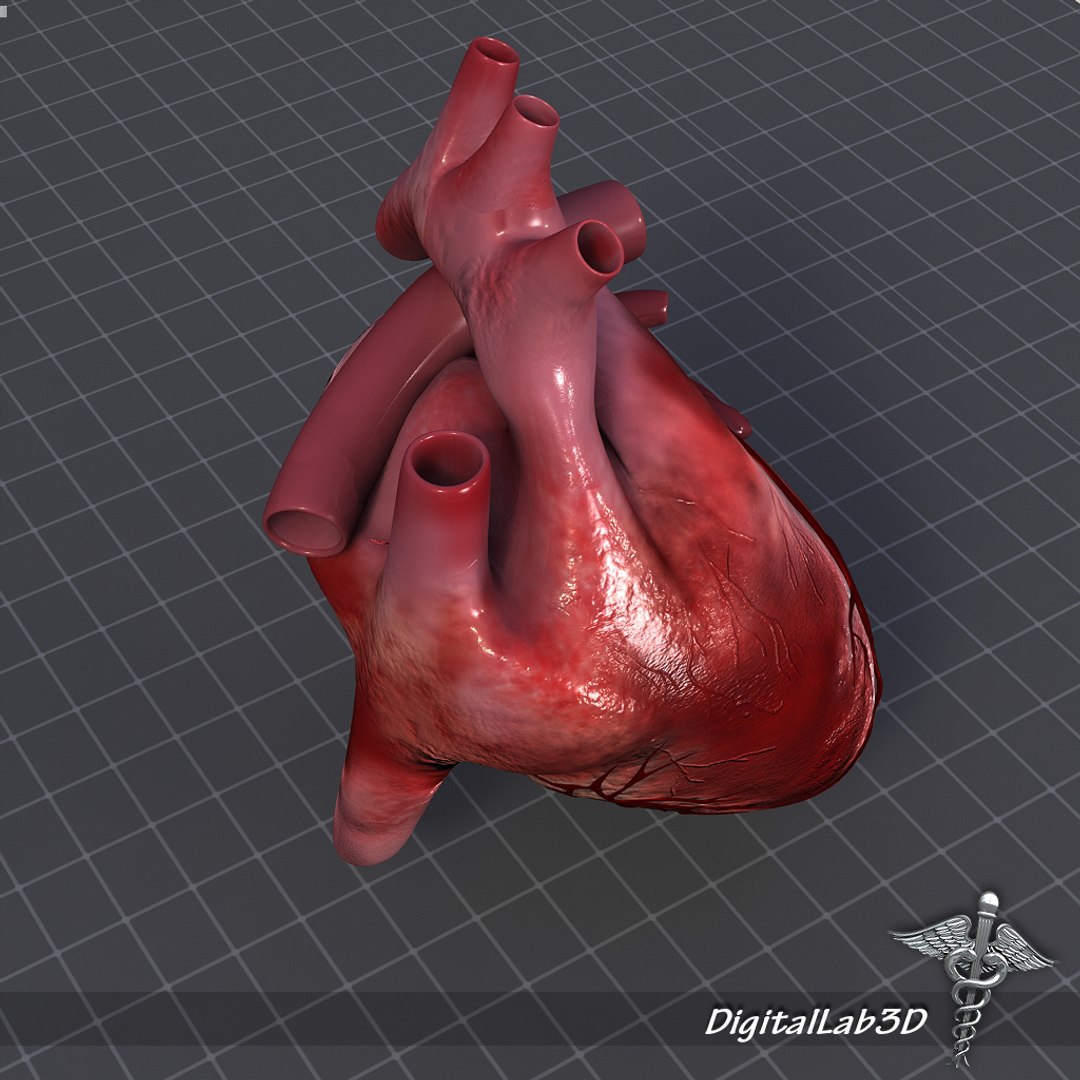 3ds Heart Anatomy