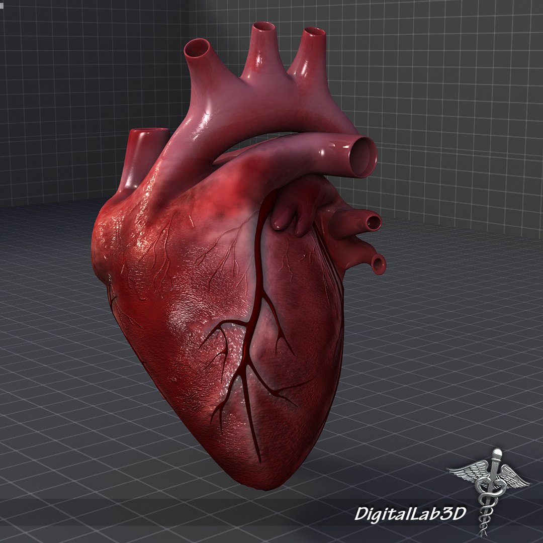 3ds Heart Anatomy