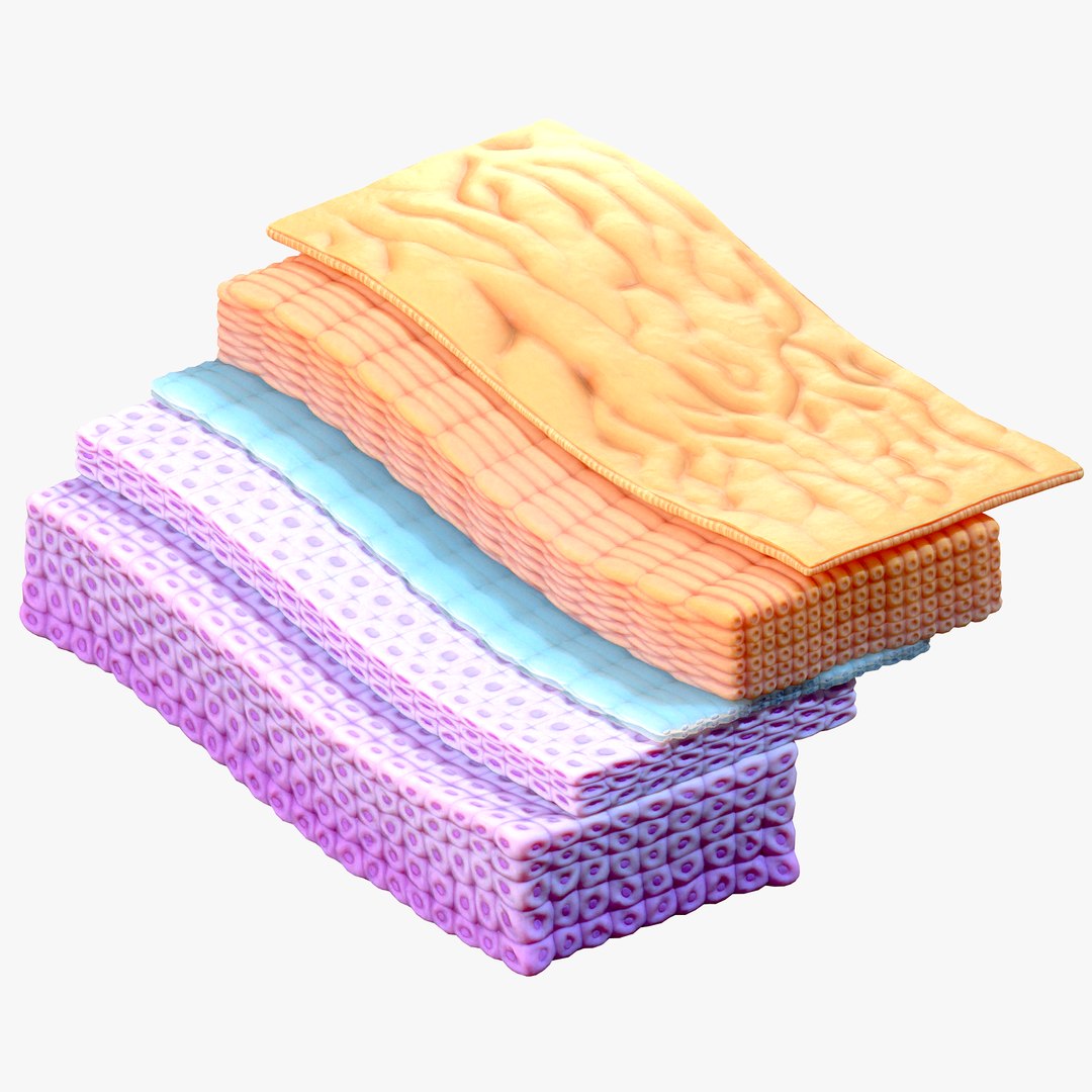 3D Epidermis Cross Section model - TurboSquid 2049782