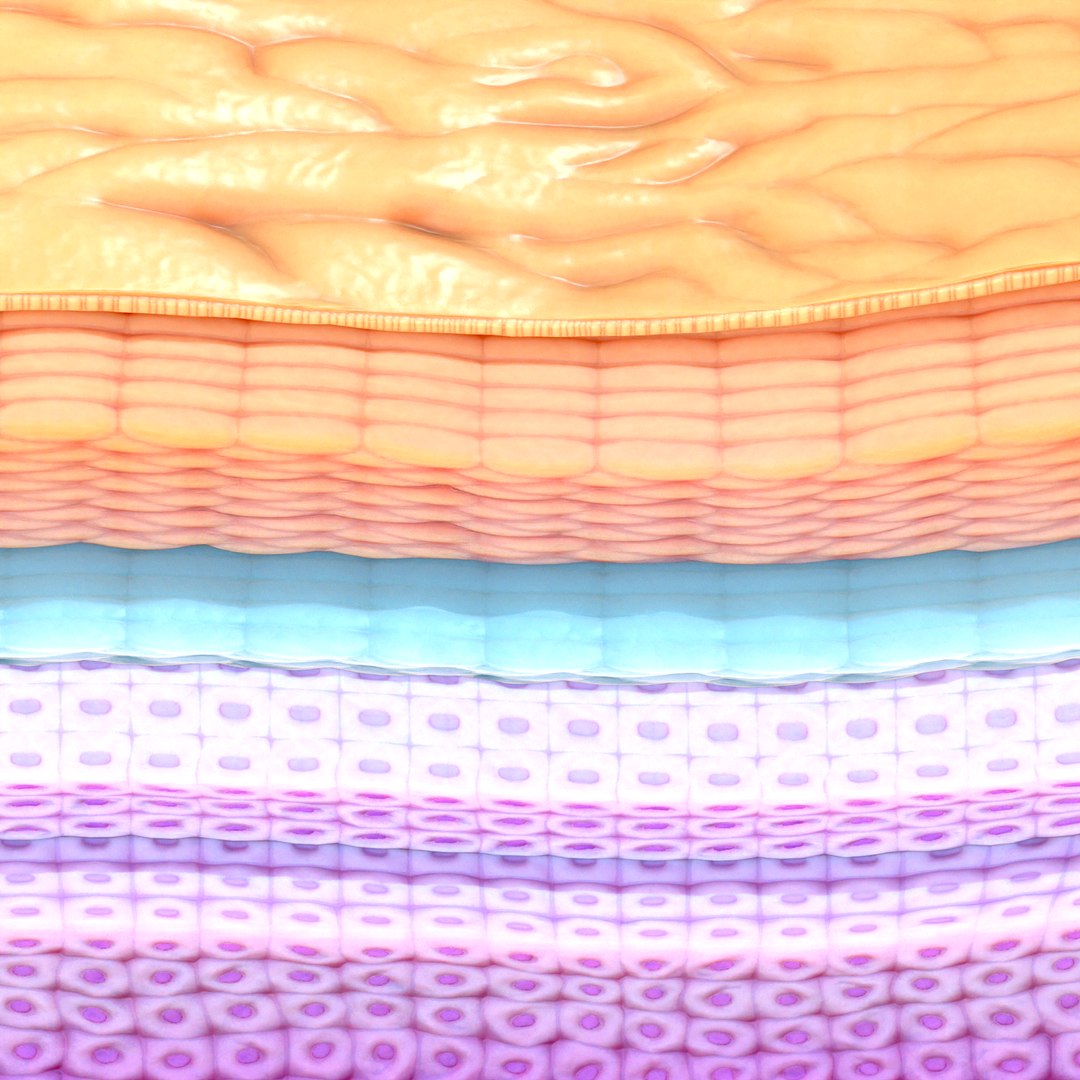 3D Epidermis Cross Section Model - TurboSquid 2049782