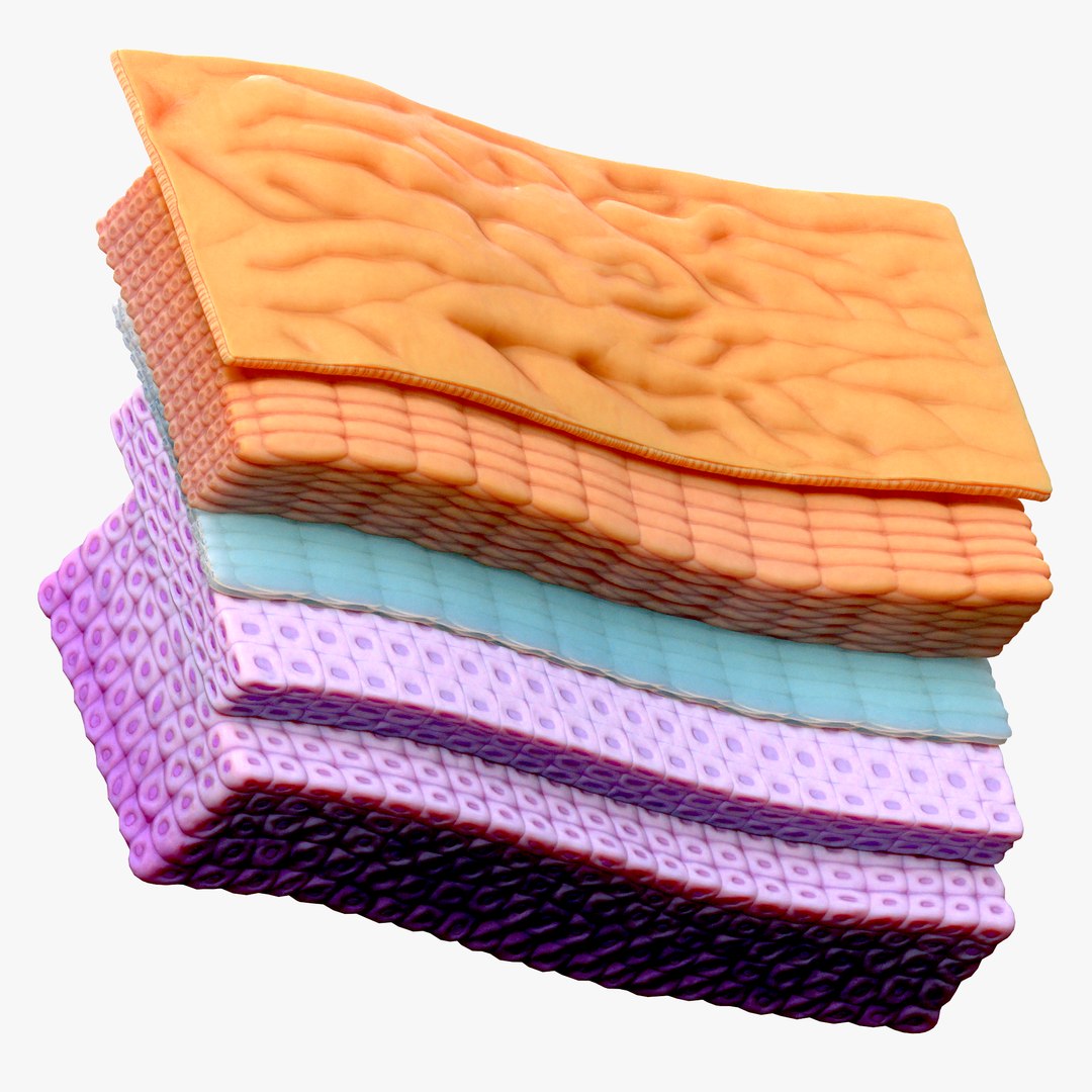 3D Epidermis Cross Section Model - TurboSquid 2049782