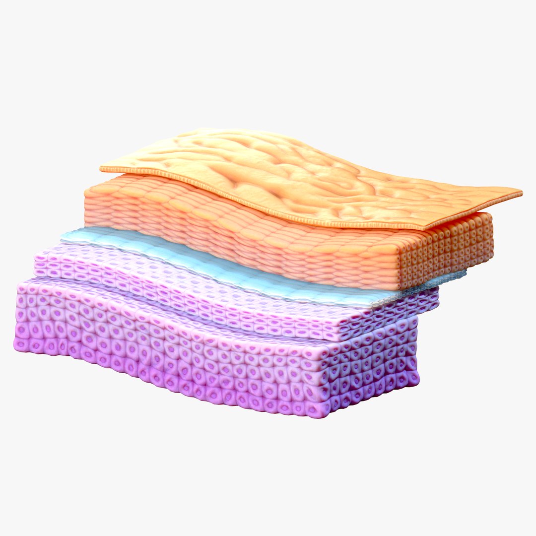 3D Epidermis Cross Section Model - TurboSquid 2049782
