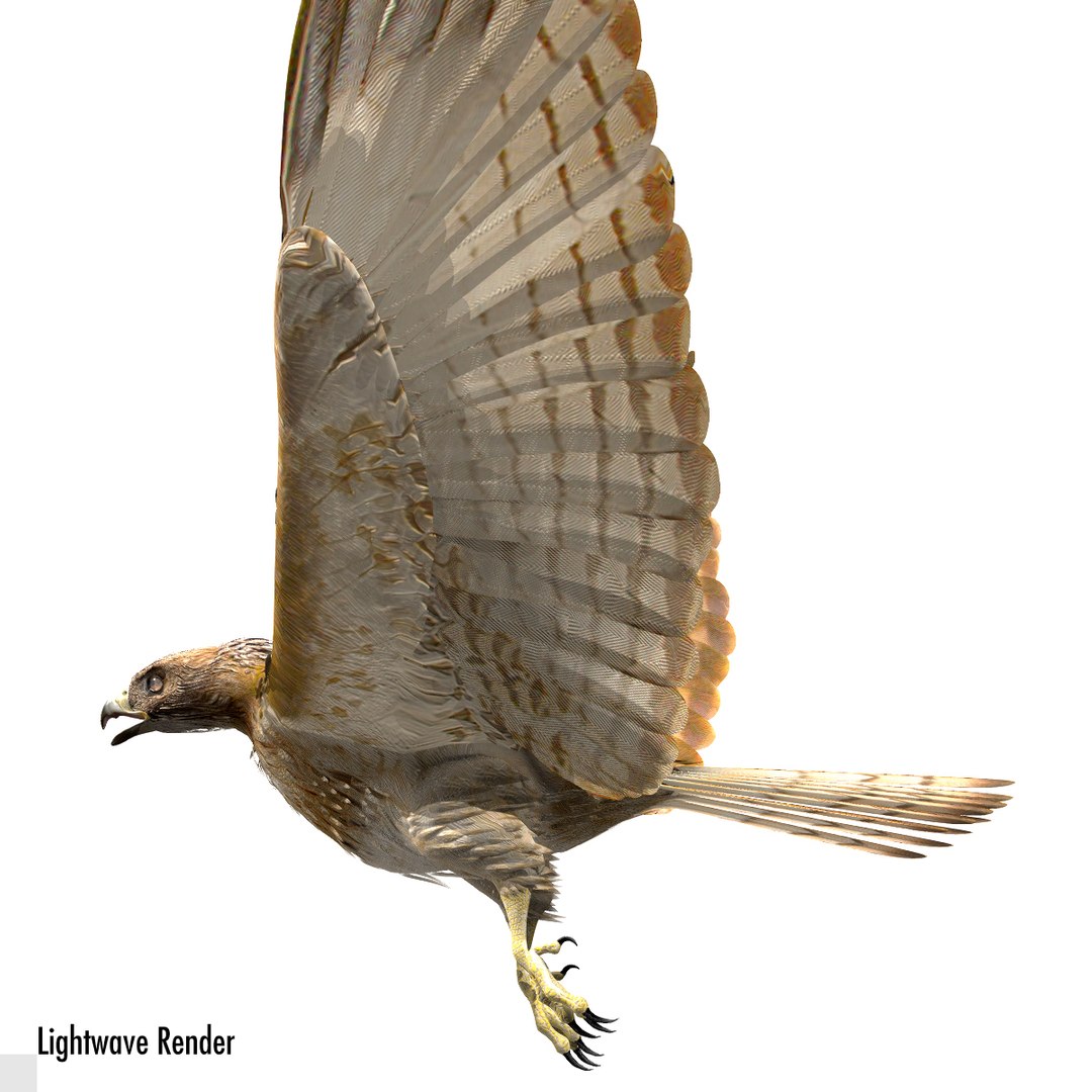 3d model red tailed hawk