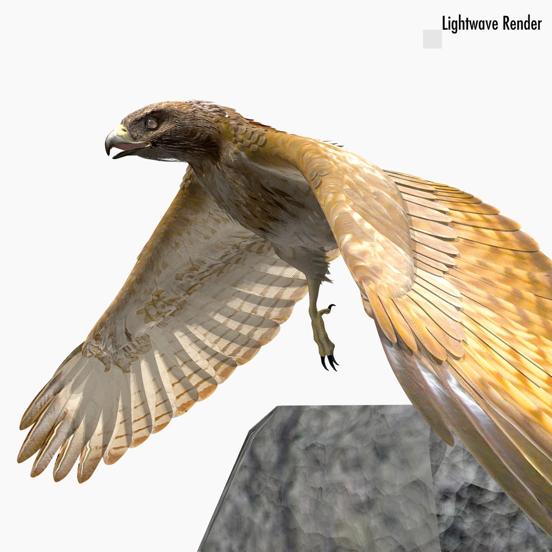 3d model red tailed hawk