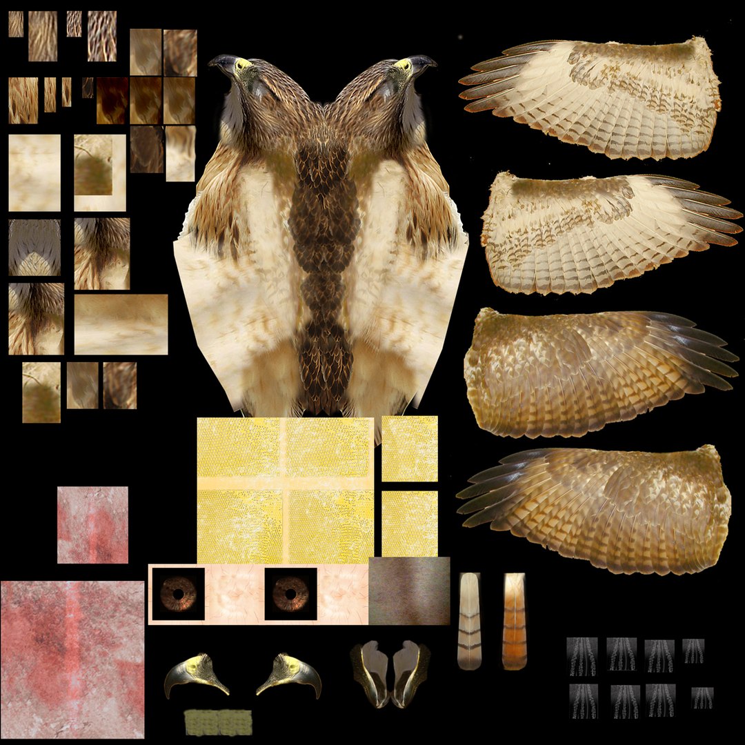 3d model red tailed hawk