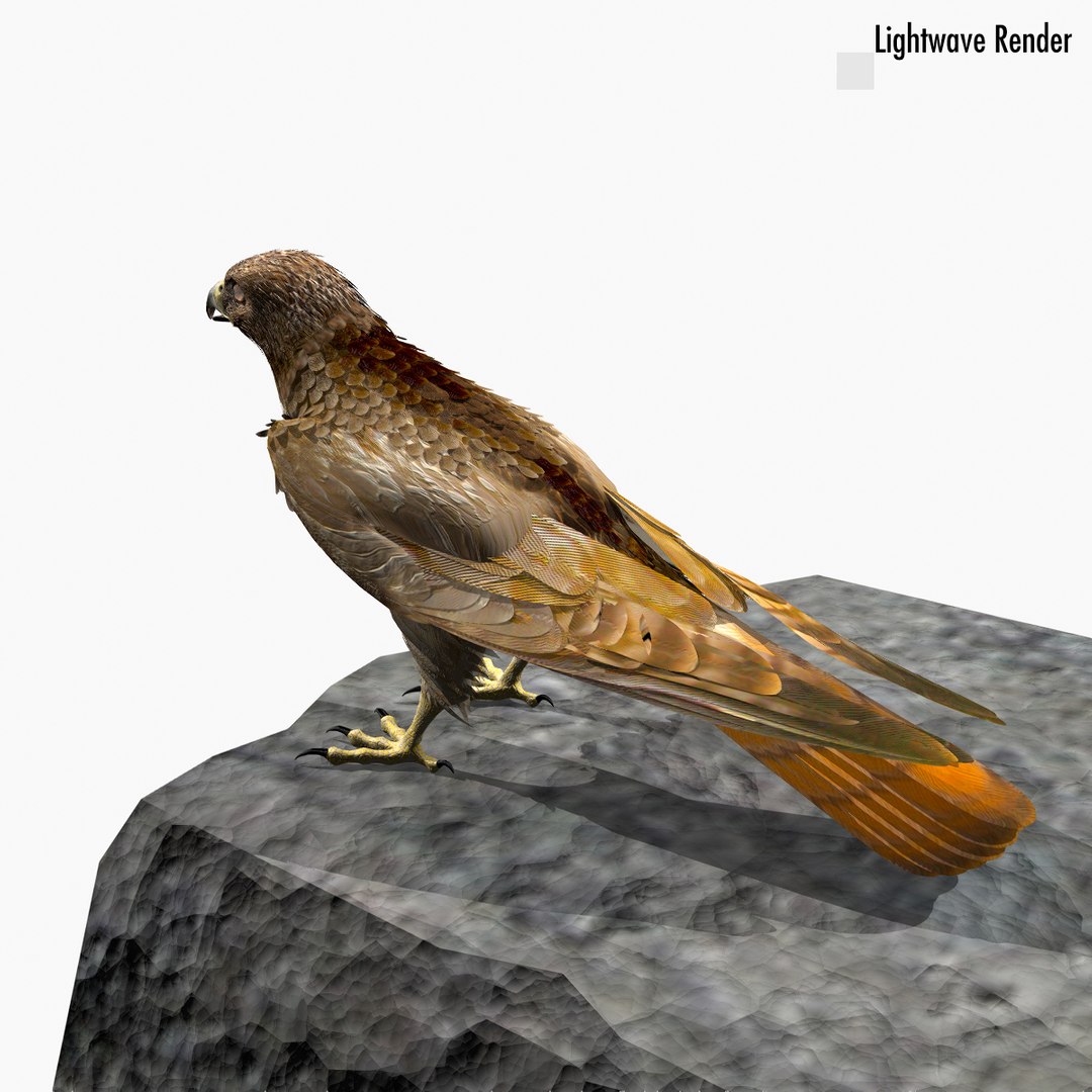 3d model red tailed hawk